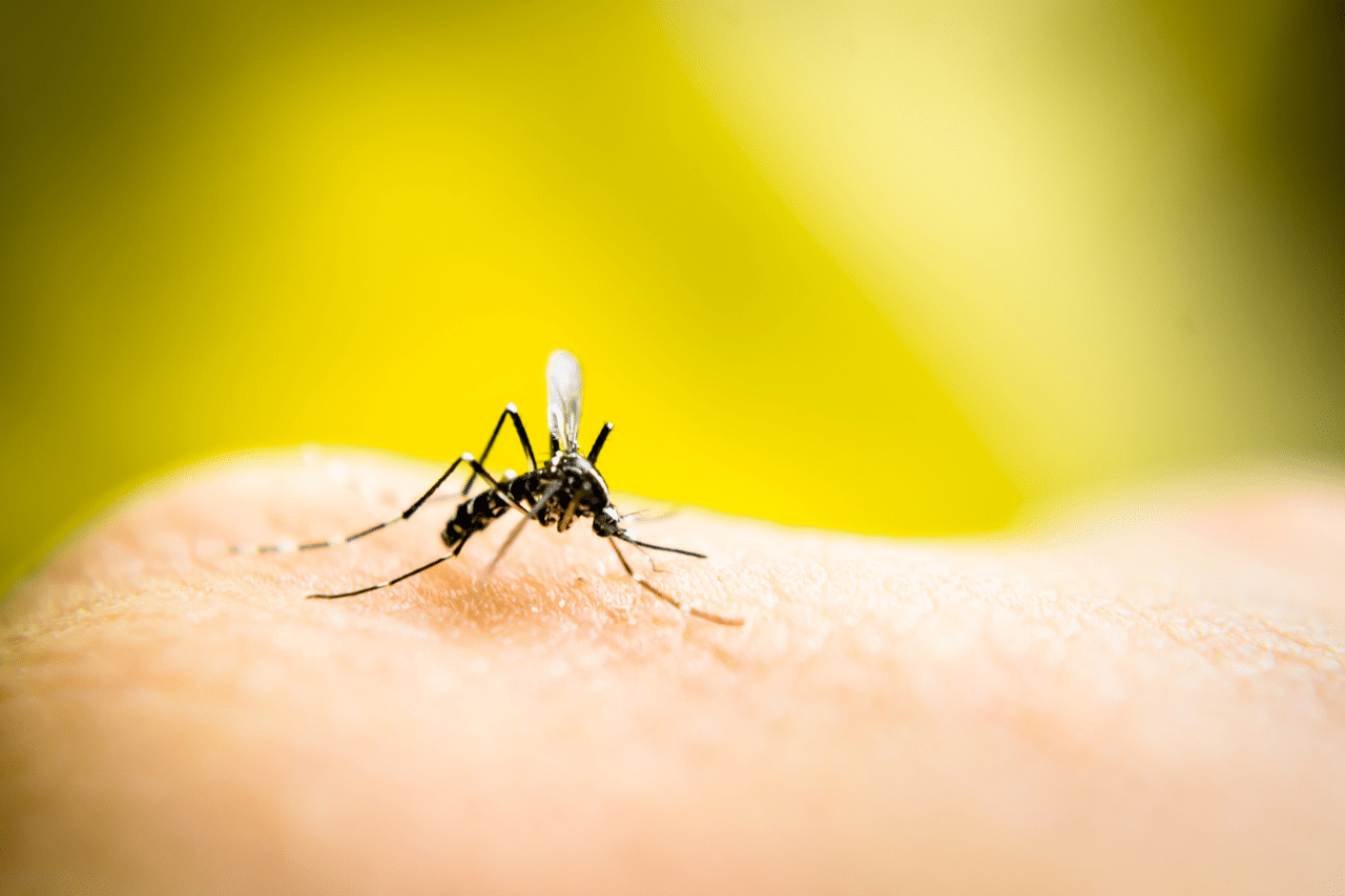 Pappataci Puntura: Guida Completa ai Flebotomi