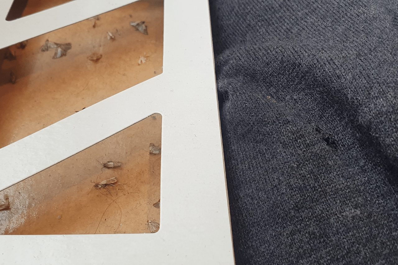 Come si fa a capire se ci sono le tarme? Come eliminarle