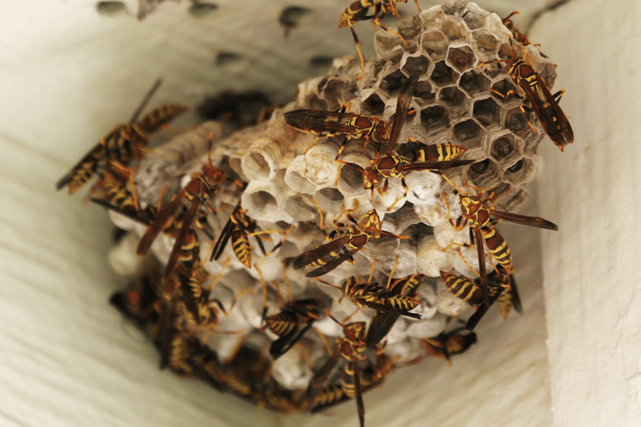 Differenza tra ape e vespa: api, vespe, calabrone e nidi