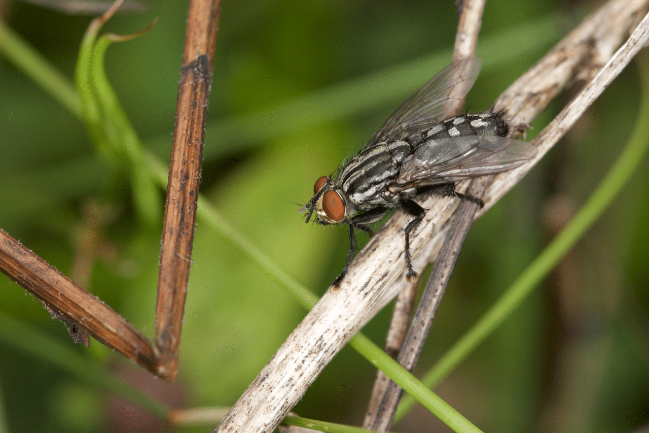Disinfestazione Tafani: puntura, cura e prevenzione