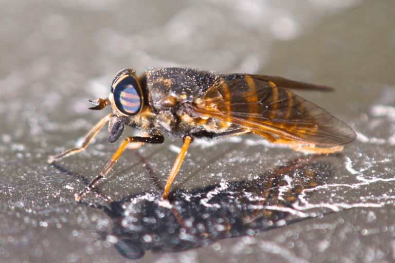 Disinfestazione Tafani: puntura, cura e prevenzione